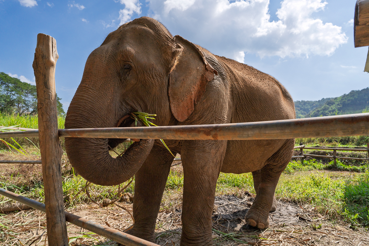 Johnnyboy Elephant Care - Boy vs Girl Slow Travel